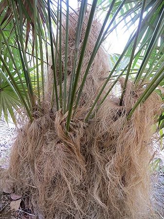 Coccothrinax crinita - Palmpedia - Palm Grower's Guide