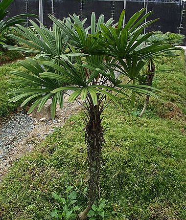 Licuala mattanensis - Palmpedia - Palm Grower's Guide