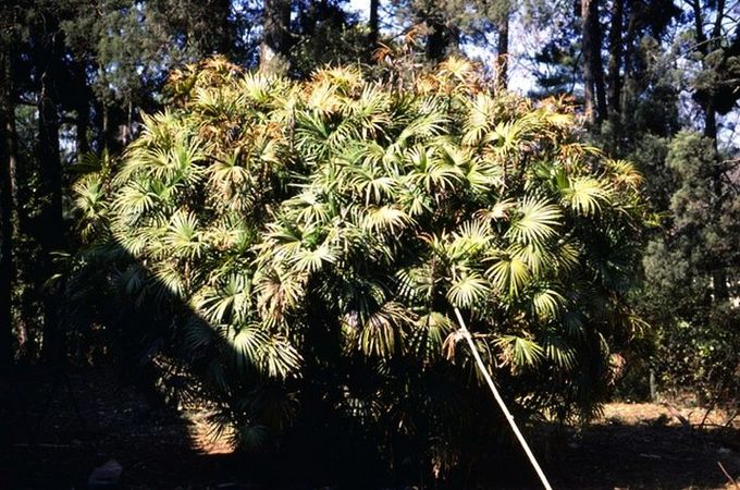 Rhapis humilis - Palmpedia - Palm Grower's Guide