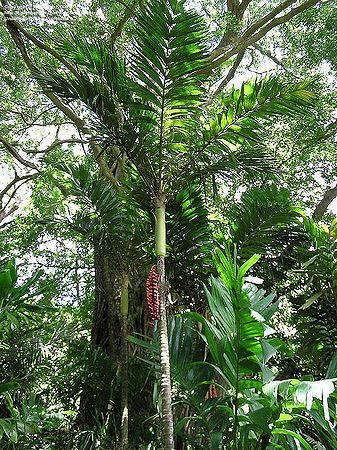 Pinanga maculata - Palmpedia - Palm Grower's Guide