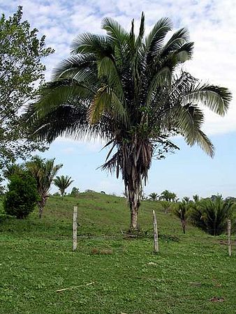 Attalea butyracea - Palmpedia - Palm Grower's Guide