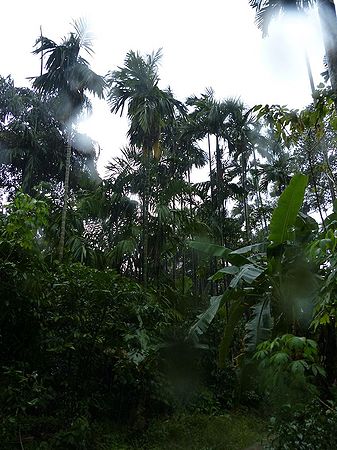 Loxococcus rupicola - Palmpedia - Palm Grower's Guide