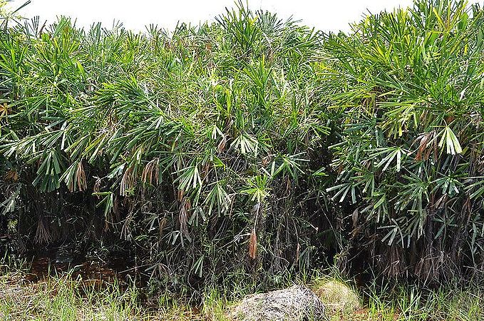 Licuala paludosa - Palmpedia - Palm Grower's Guide