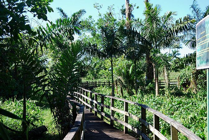 Roystonea princeps - Palmpedia - Palm Grower's Guide