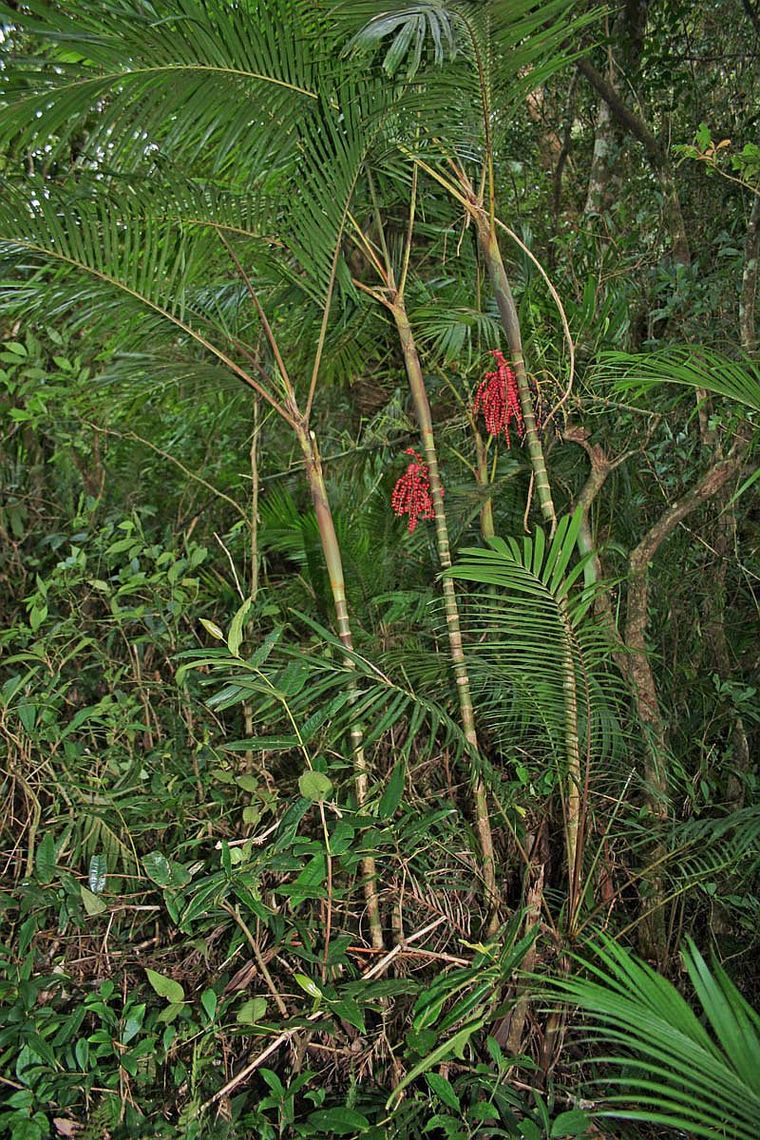 Pinanga philippinensis - Palmpedia - Palm Grower's Guide