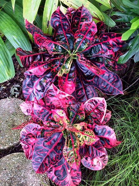 TORTOISE SHELL - Palmpedia - Palm Grower's Guide