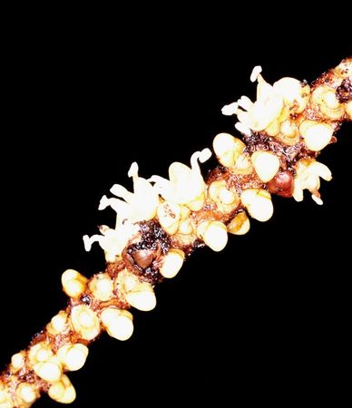 Sommieria leucophylla - Palmpedia - Palm Grower's Guide