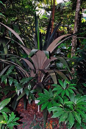 Sommieria leucophylla - Palmpedia - Palm Grower's Guide
