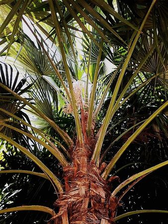 Thrinax excelsa - Palmpedia - Palm Grower's Guide