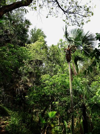 Trachycarpus martianus - Palmpedia - Palm Grower's Guide