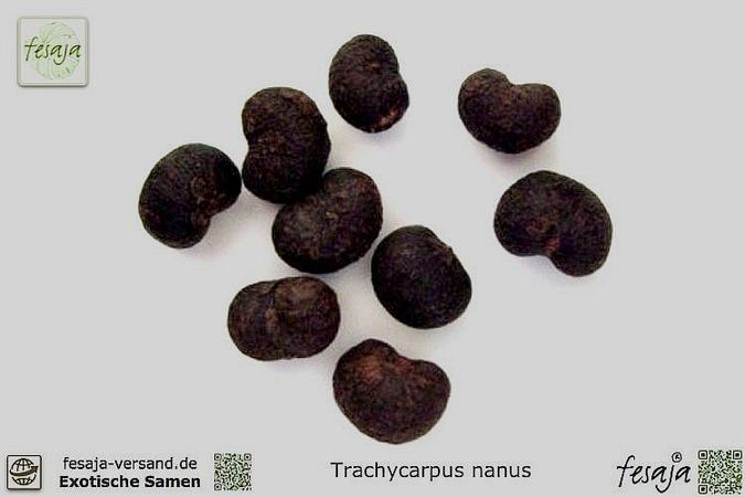 Trachycarpus nanus - Palmpedia - Palm Grower's Guide