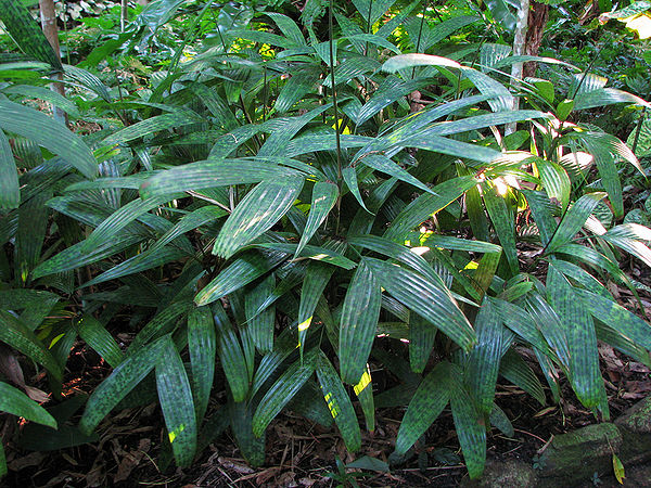 Pinanga disticha - Palmpedia - Palm Grower's Guide