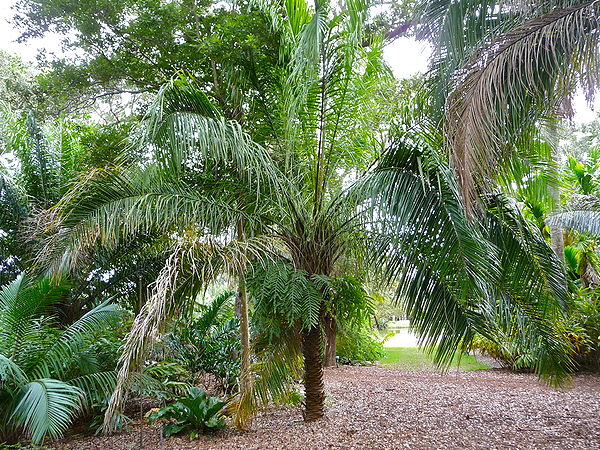 Attalea phalerata - Palmpedia - Palm Grower's Guide
