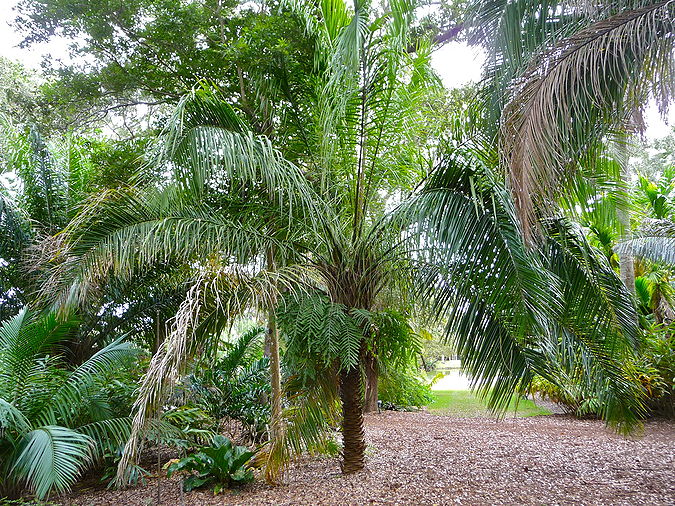 Attalea phalerata - Palmpedia - Palm Grower's Guide