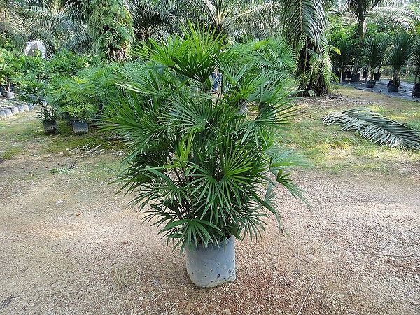 Rhapis multifida - Palmpedia - Palm Grower's Guide