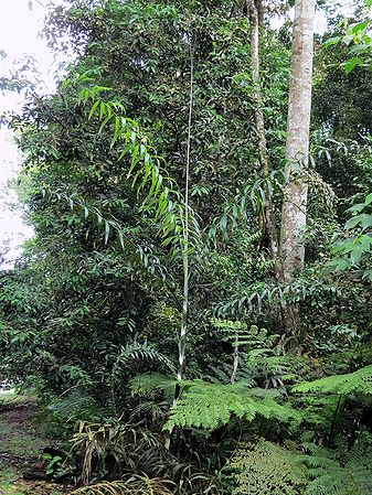 Plectocomia elongata - Palmpedia - Palm Grower's Guide