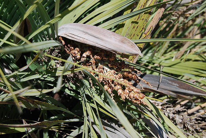 Butia archeri - Palmpedia - Palm Grower's Guide