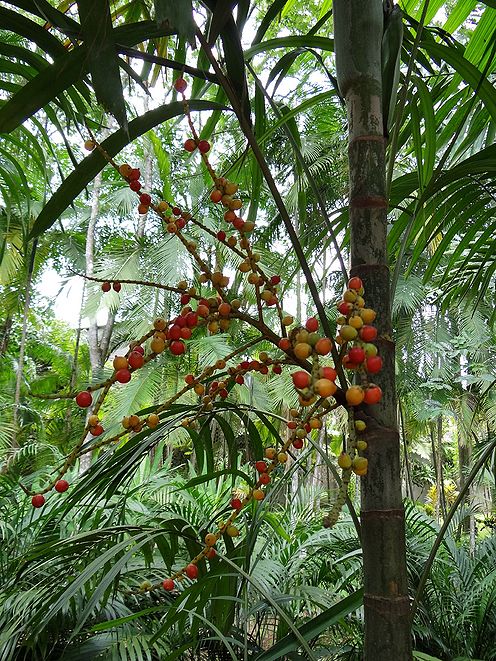 Ptychosperma lineare - Palmpedia - Palm Grower's Guide