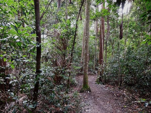 Archontophoenix cunninghamiana - Palmpedia - Palm Grower's Guide