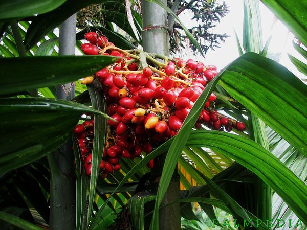 Areca triandra - Palmpedia - Palm Grower's Guide