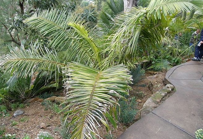 Attalea spectabilis - Palmpedia - Palm Grower's Guide