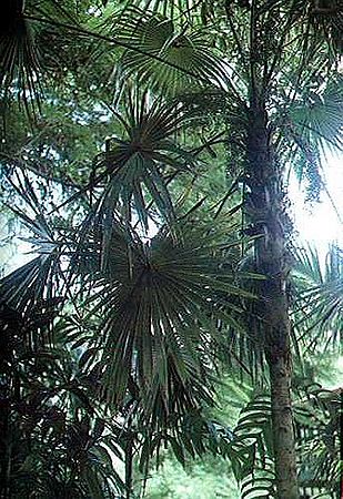 Coccothrinax barbadensis - Palmpedia - Palm Grower's Guide