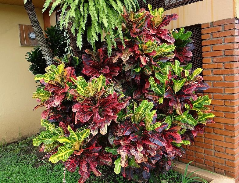 Bravo Croton Plant