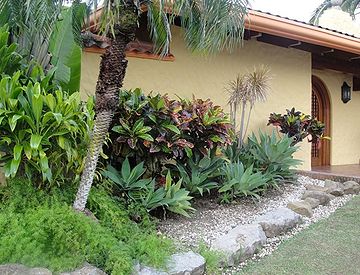 COSTA RICAN CROTON PICTURES - Palmpedia - Palm Grower's Guide