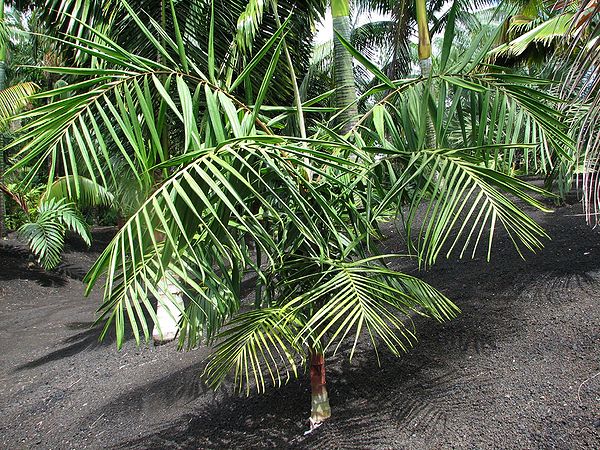 Dypsis rivularis - Palmpedia - Palm Grower's Guide