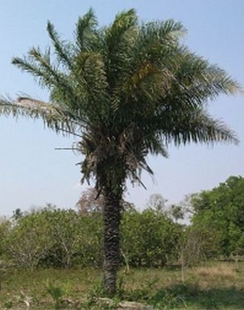 Attalea phalerata - Palmpedia - Palm Grower's Guide
