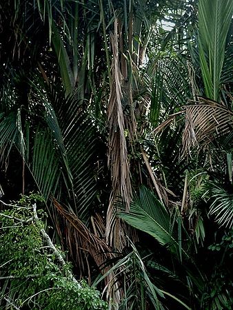 Metroxylon sagu - Palmpedia - Palm Grower's Guide