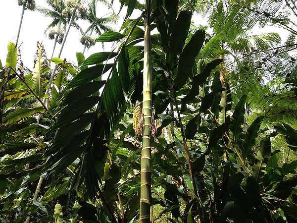 Pinanga maculata - Palmpedia - Palm Grower's Guide