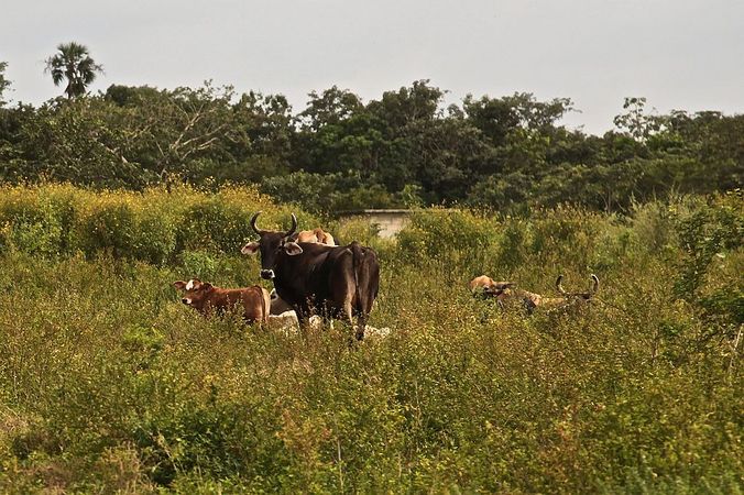 Sabal yapa - Palmpedia - Palm Grower's Guide