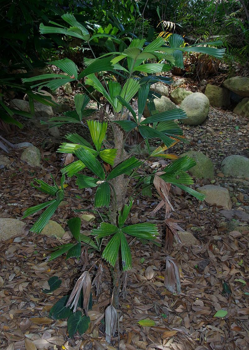 Licuala triphylla - Palmpedia - Palm Grower's Guide