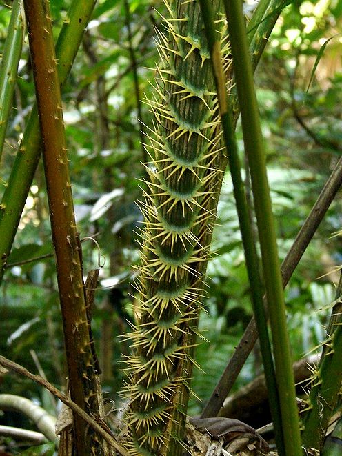 Calamus australis - Palmpedia - Palm Grower's Guide