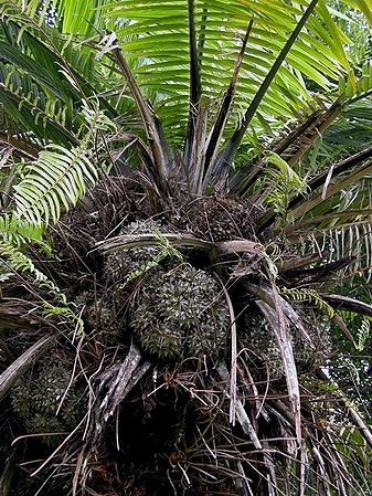 Phytelephas aequatorialis - Palmpedia - Palm Grower's Guide