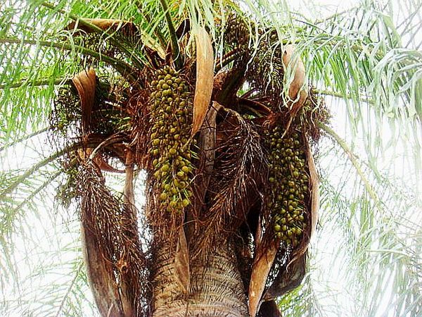 Acrocomia media - Palmpedia - Palm Grower's Guide