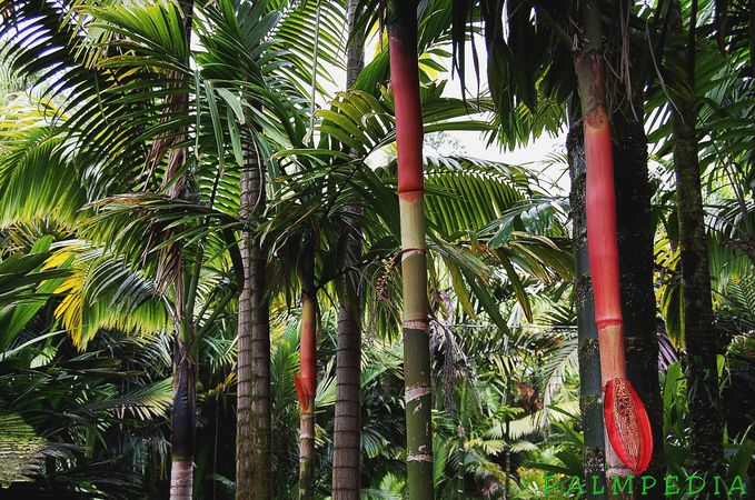 Areca macrocalyx var. 'Marie' - Palmpedia - Palm Grower's Guide