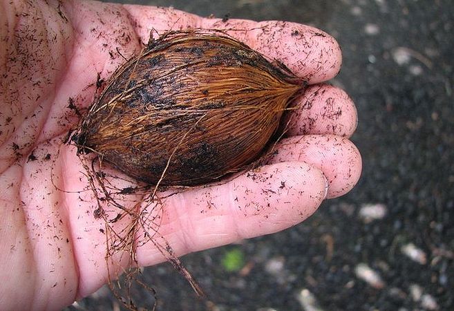 Attalea cohune - Palmpedia - Palm Grower's Guide