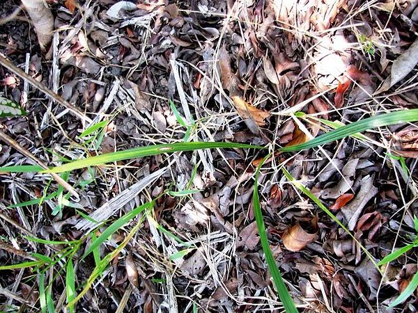 Barcella odora - Palmpedia - Palm Grower's Guide