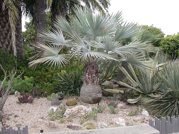 Brahea - Alchetron, The Free Social Encyclopedia