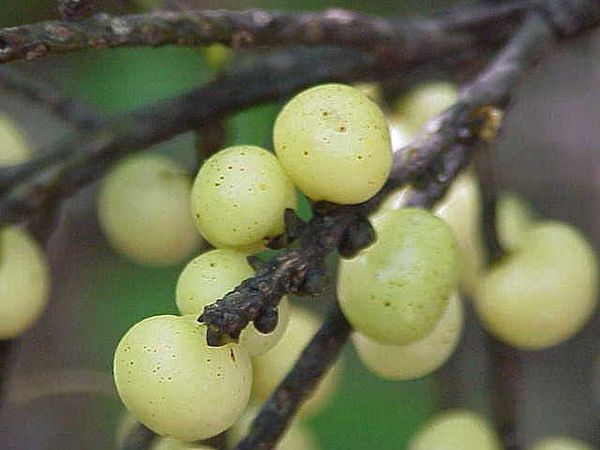 Gaussia maya - Palmpedia - Palm Grower's Guide