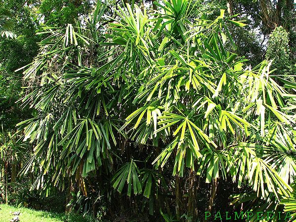 Licuala spinosa - Palmpedia - Palm Grower's Guide