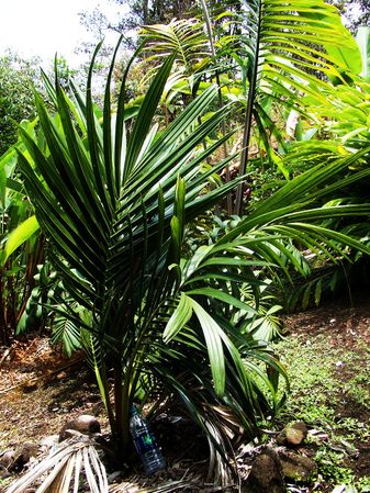 Voanioala gerardii - Palmpedia - Palm Grower's Guide