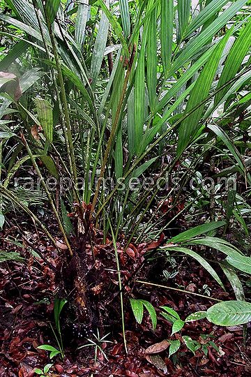 Pinanga palustris - Palmpedia - Palm Grower's Guide
