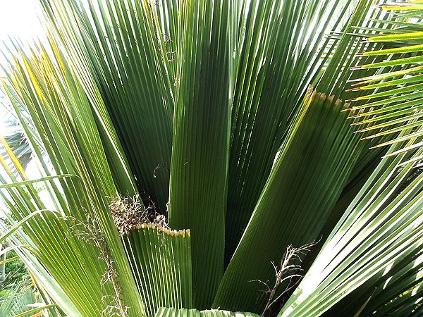 Copernicia rigida - Palmpedia - Palm Grower's Guide