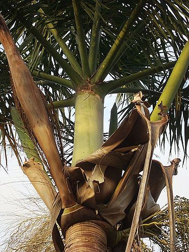 Roystonea princeps - Palmpedia - Palm Grower's Guide