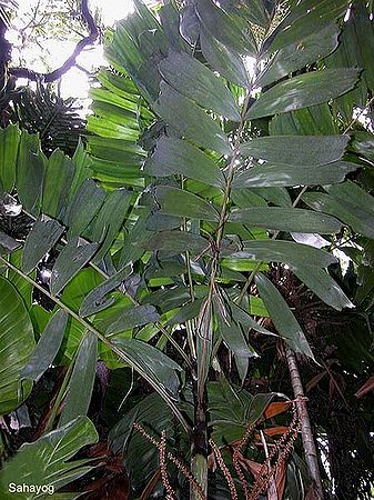 Ptychosperma schefferi - Palmpedia - Palm Grower's Guide