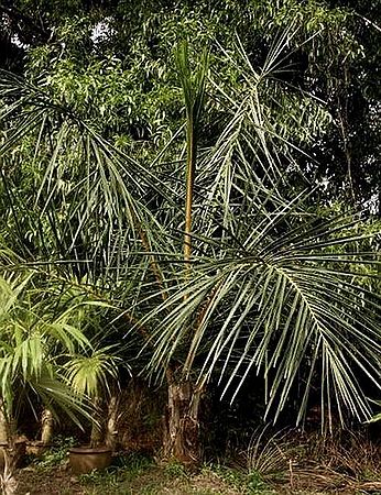 Raphia vinifera - Palmpedia - Palm Grower's Guide