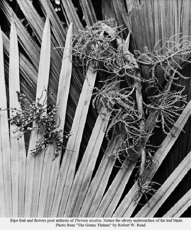 Thrinax excelsa - Palmpedia - Palm Grower's Guide